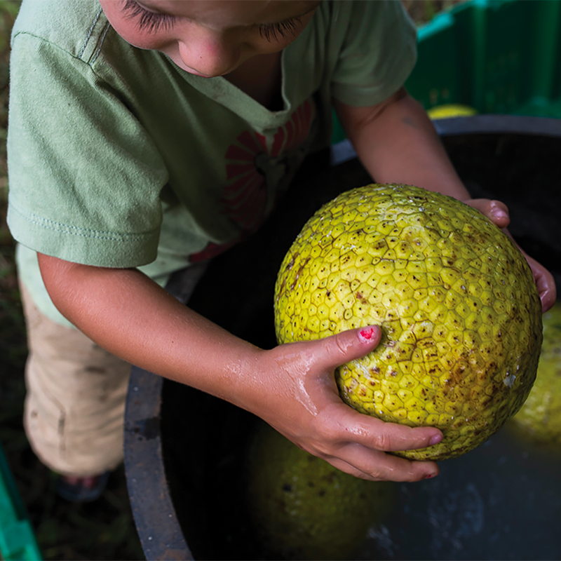 Can ʻUlu Help Save Us? – Hawaiʻi 'Ulu Co-op