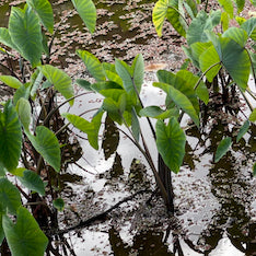 Hawaiʻi Food and Wine Festival is hosting a 'Kalo Recipe Contest ...