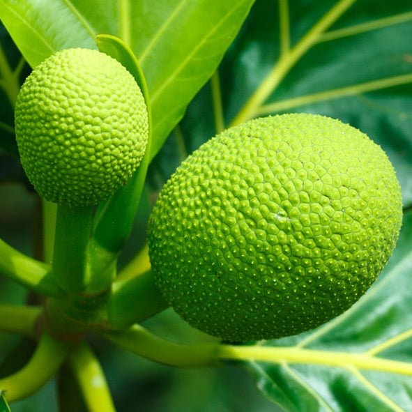 How Do You ‘Ulu? – Hawaiʻi 'Ulu Co-op