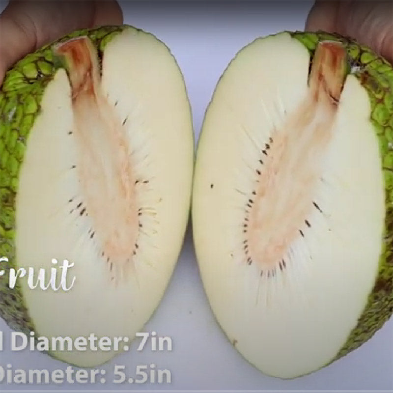 ʻUlu Varieties in Hawaiʻi – Hawaiʻi 'Ulu Co-op