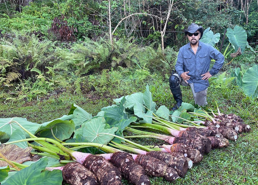 What is Taro? Meet Hawaii's Staple: Kalo – Hawai‘i ‘Ulu Cooperative