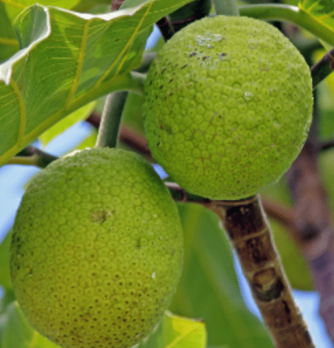 ʻUlu Tree: Maʻafala Varietal – Hawaiʻi 'Ulu Co-op