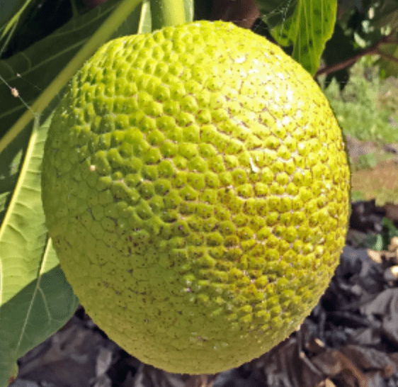 ʻUlu Tree: Maopo Varietal – Hawaiʻi 'Ulu Co-op