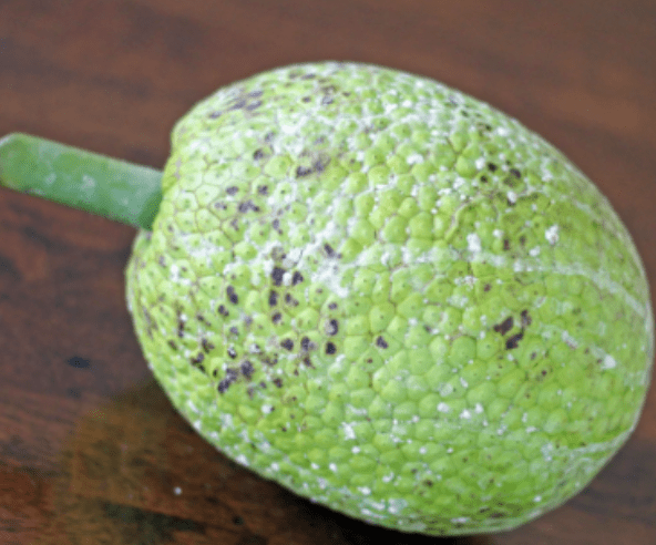 ʻUlu Tree: Maoli (“Hawaiian”) Varietal – Hawaiʻi 'Ulu Co-op