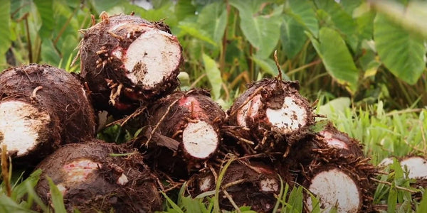 Kalo recipes landing page – Hawai‘i ‘Ulu Cooperative