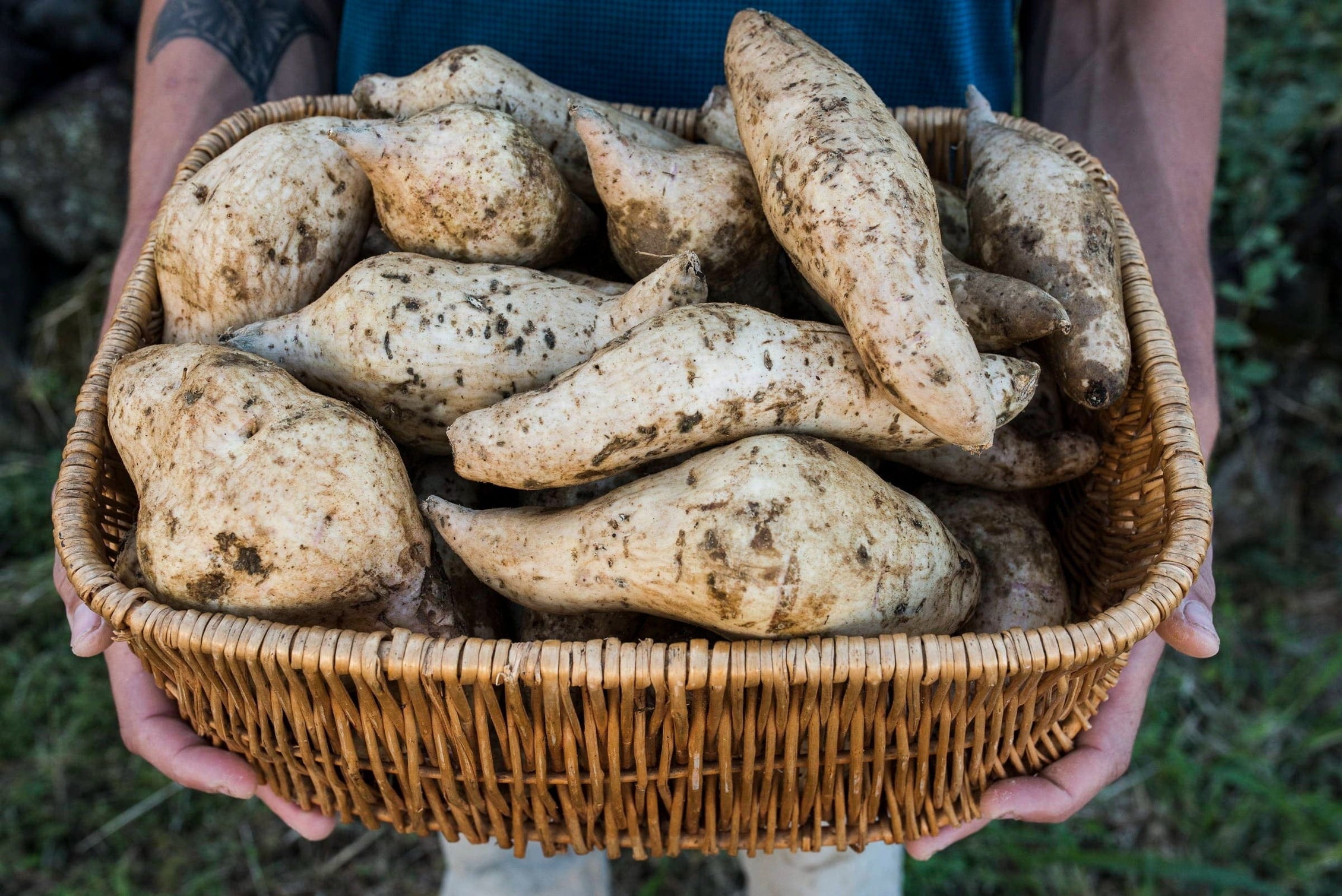‘Ulu Recipes – Hawaiʻi ʻUlu Cooperative